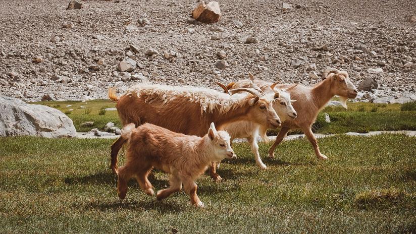 Che cos’è la lana shatoosh? La sciarpa dei re impossibile da trovare